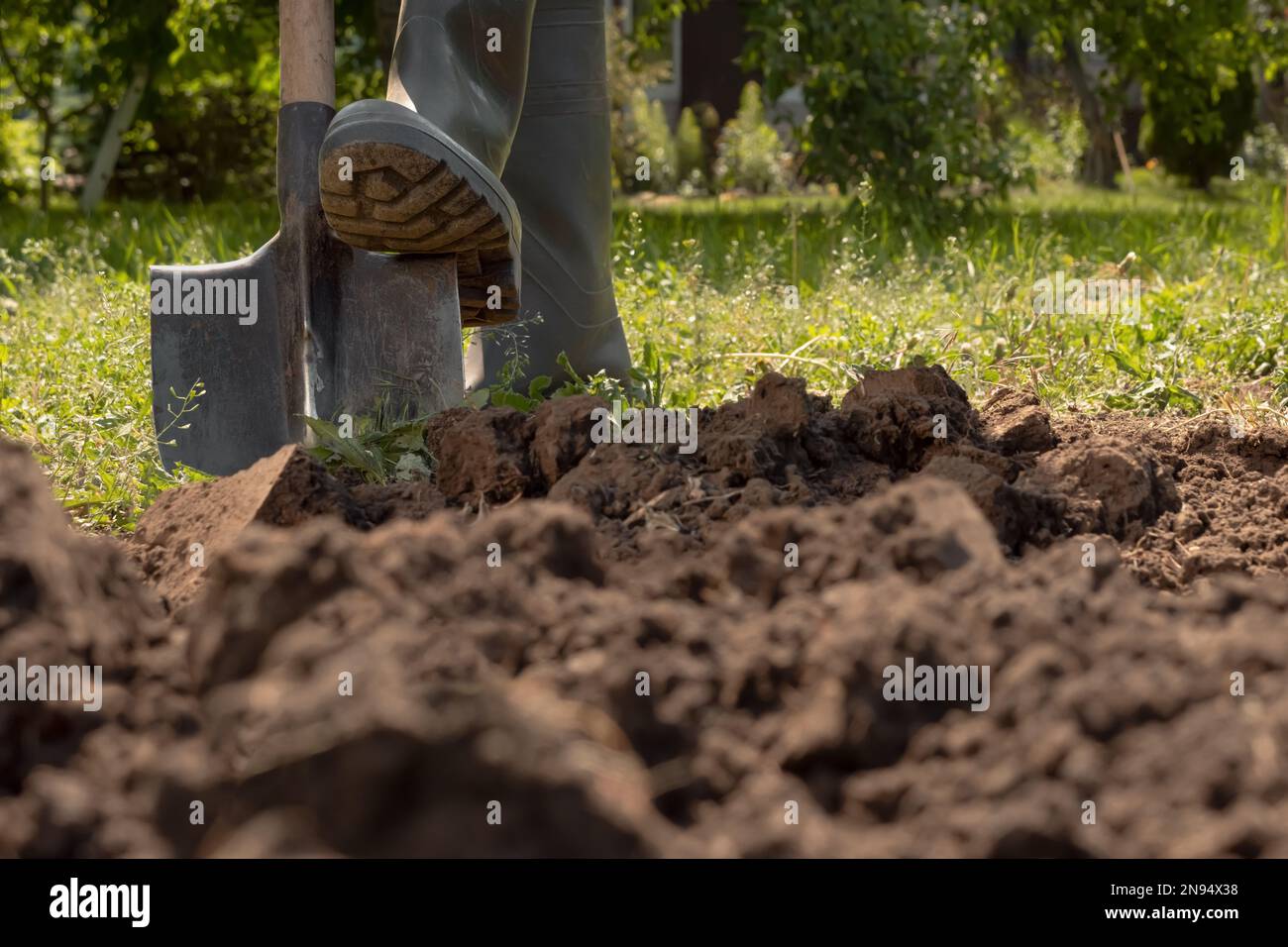 Tillage. Farmer digging in garden spade soil shovel digging spade grass ...