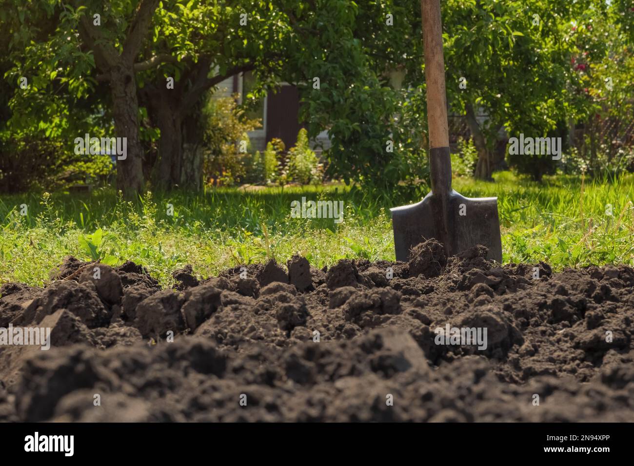 Garden shovel in ground loosen soil preparation. Farming garden work ...