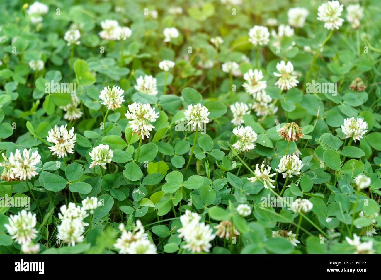 Flowers of white clover Trifolium repens.The plant is edible, medicinal ...