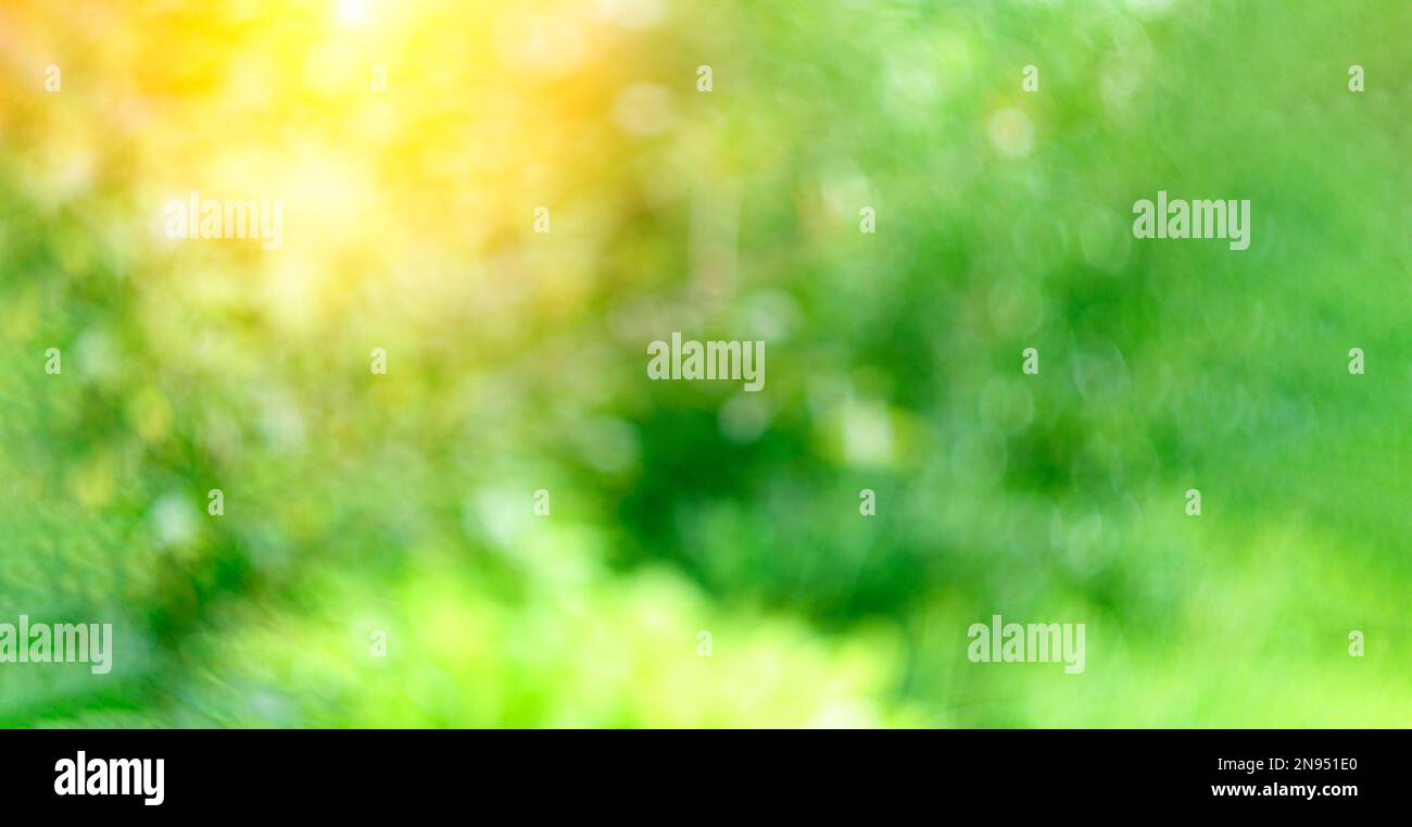 Bokeh of light, green grass and trees. Sun rays. Blurred unfocused ...