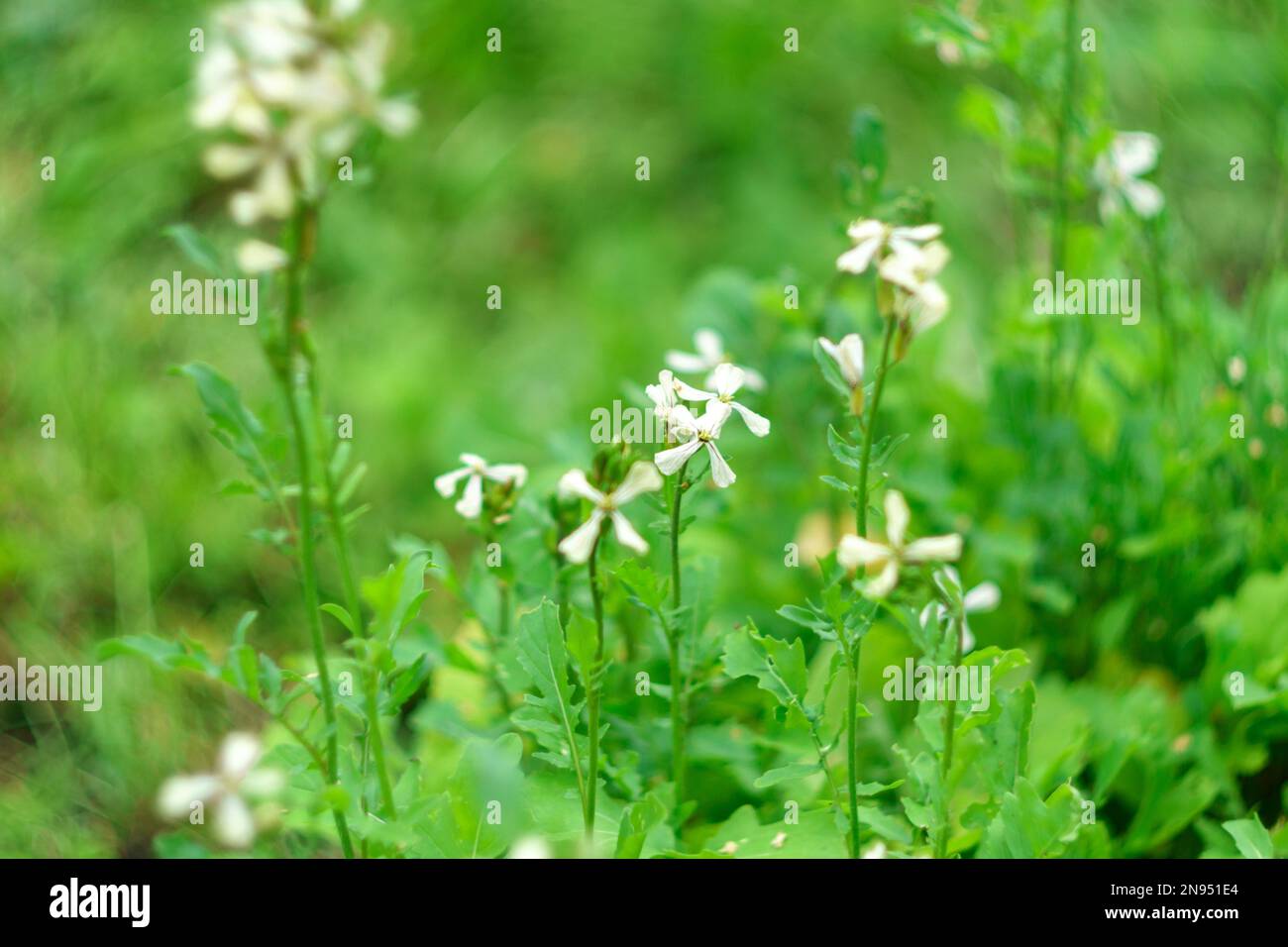 Arugula plant with flowers in bloom growing in a garden. Green blurred ...