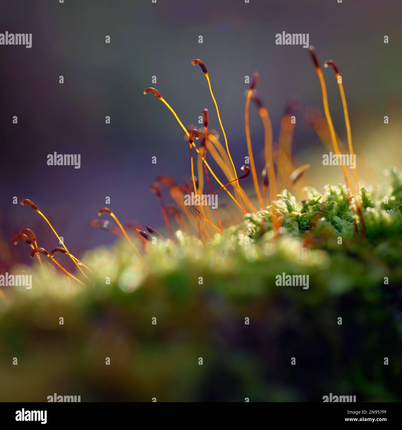 Macro shot of moss. Natural colorful background in the forest with a ...