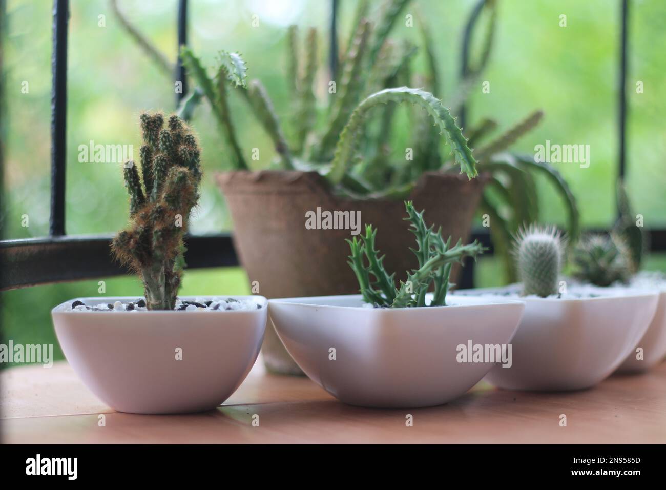 Garden Cactus photo Stock Photo - Alamy
