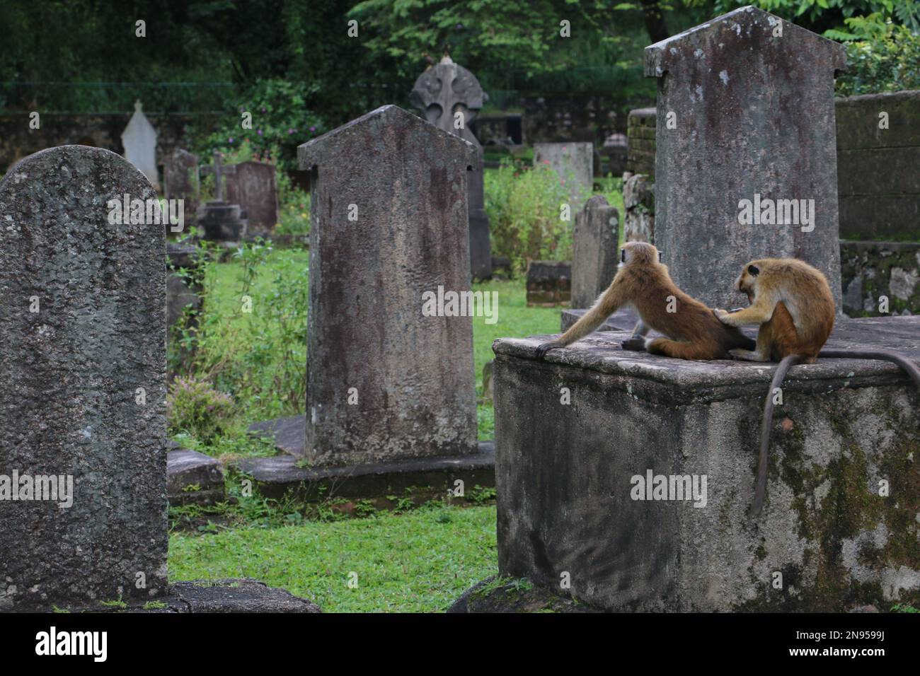 British Garrison Cemetery / Kandy Garrison Cemetery Stock Photo - Alamy