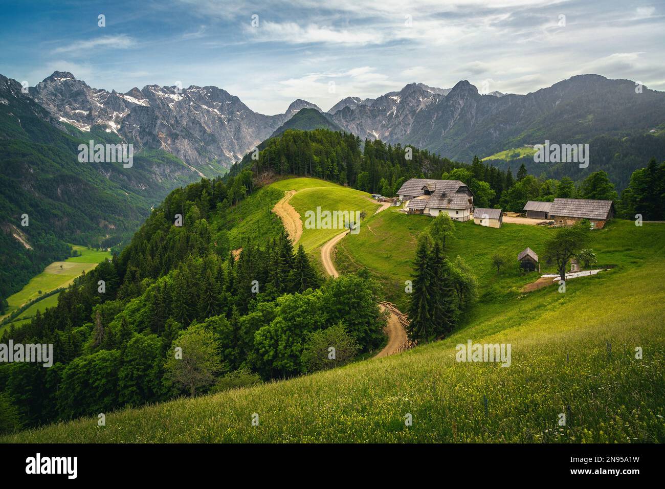 Spectacular scenery with colorful various alpine wildflowers and snowy ...