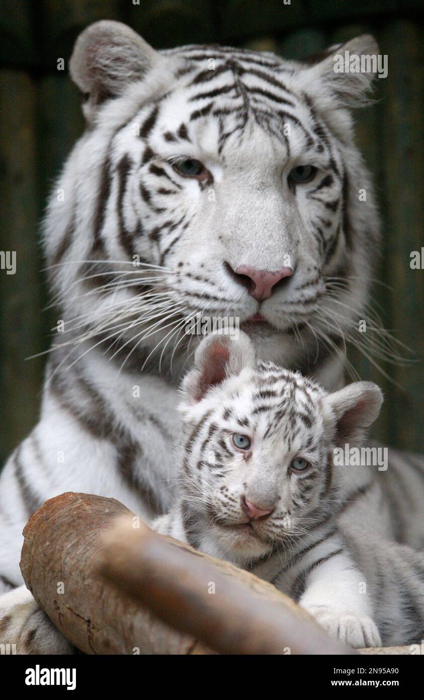 A rare white Indian tiger cub sits with its mother Surya Bara at a zoo ...