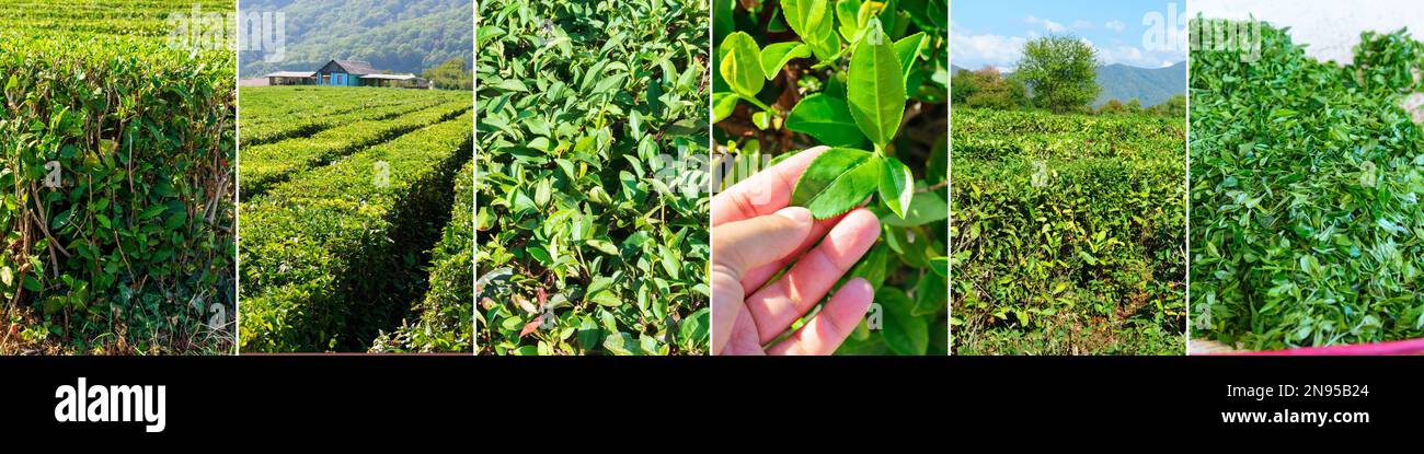 Collage background of tea plantations. Concept tea beverage industry ...