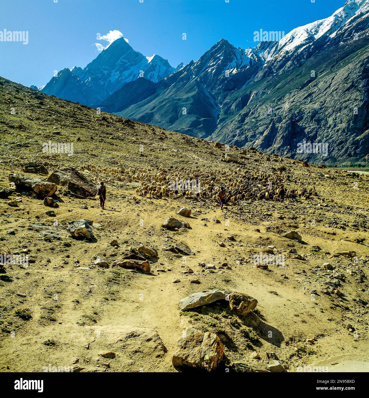 Shepherd with sheep near Skardu nearby Baltoro Glacier trekking to K2 ...