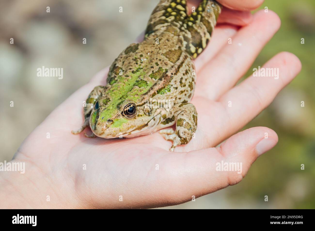 big frog on boy's hand Stock Photo - Alamy