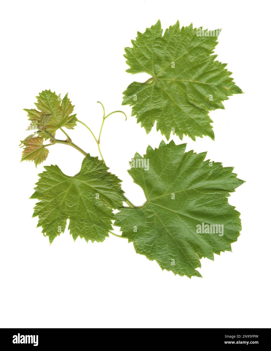 Vine grower Cut Out Stock Images & Pictures - Alamy