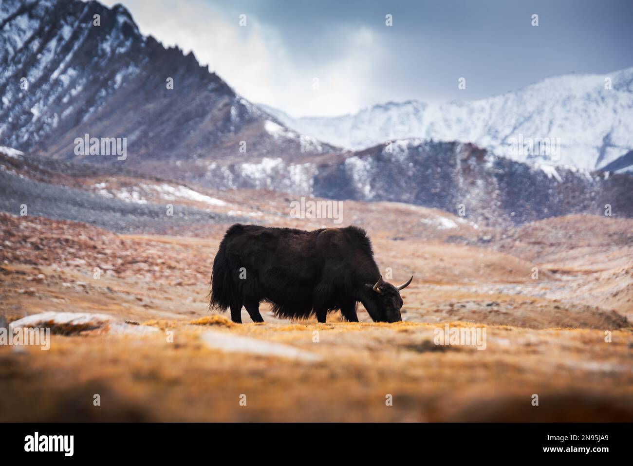 Wild yak, Bos mutus, large bovid native to the Himalayas, winter ...