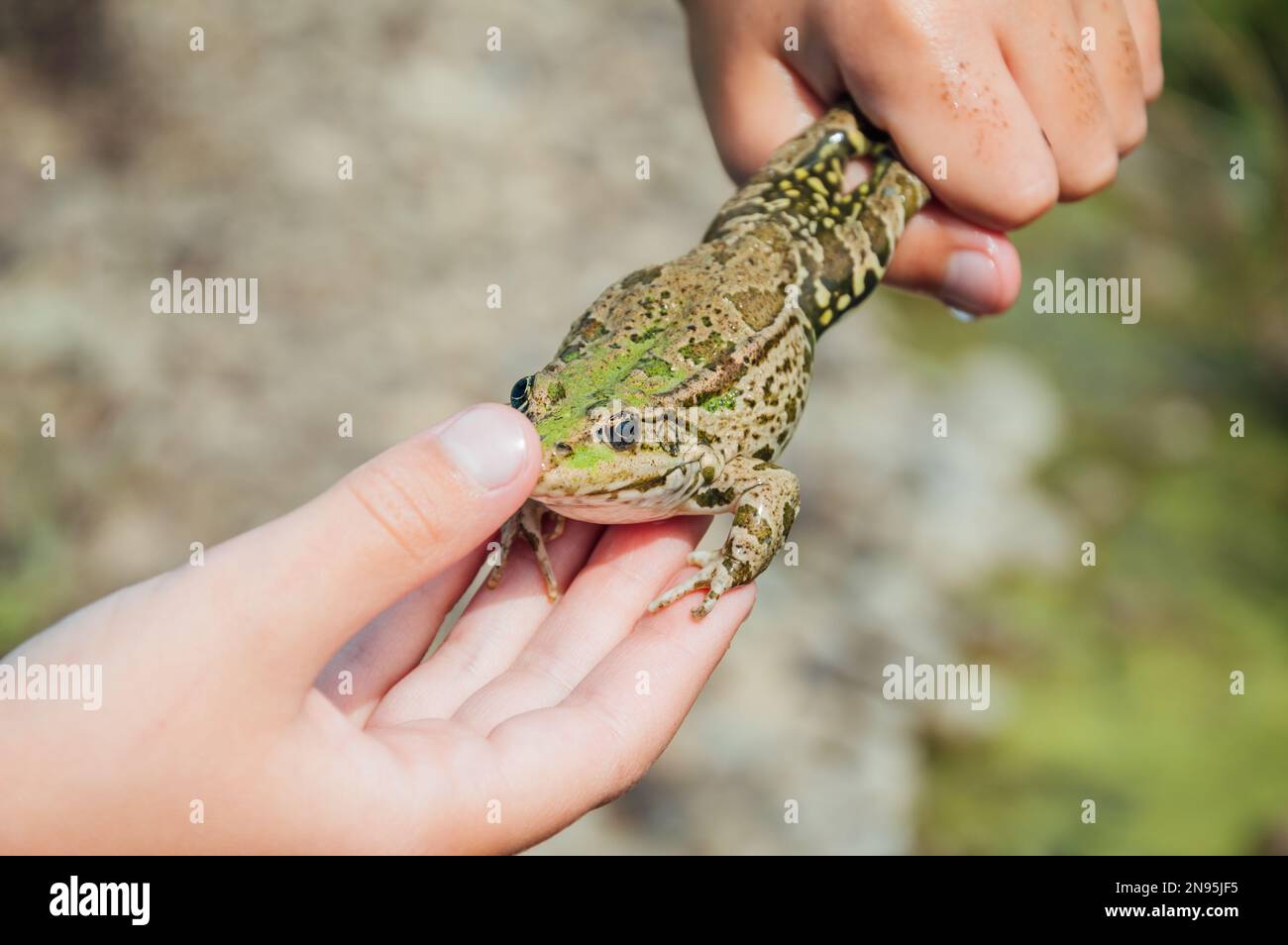 big frog on boy's hand Stock Photo - Alamy