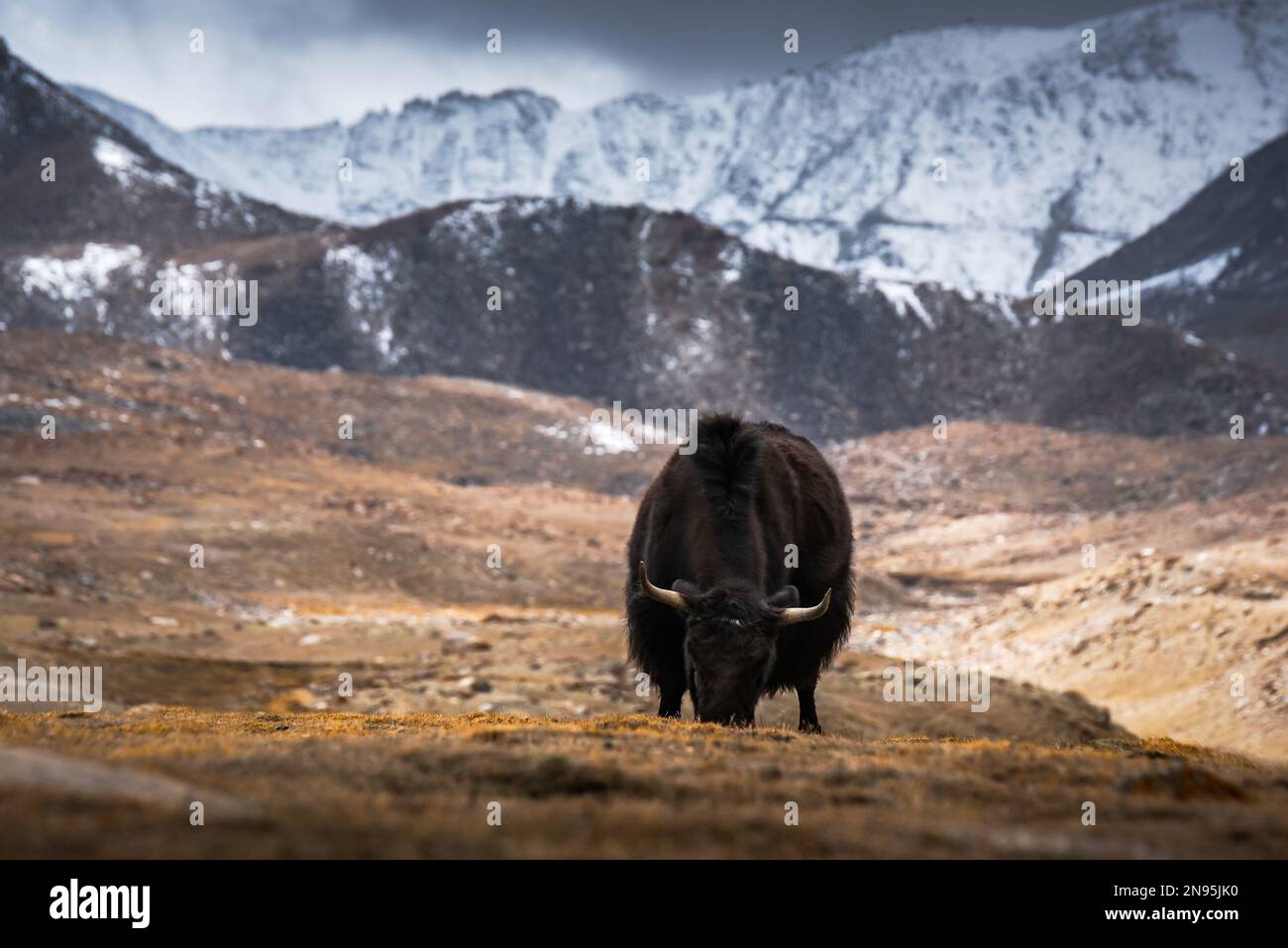 Wild yak, Bos mutus, large bovid native to the Himalayas, winter ...