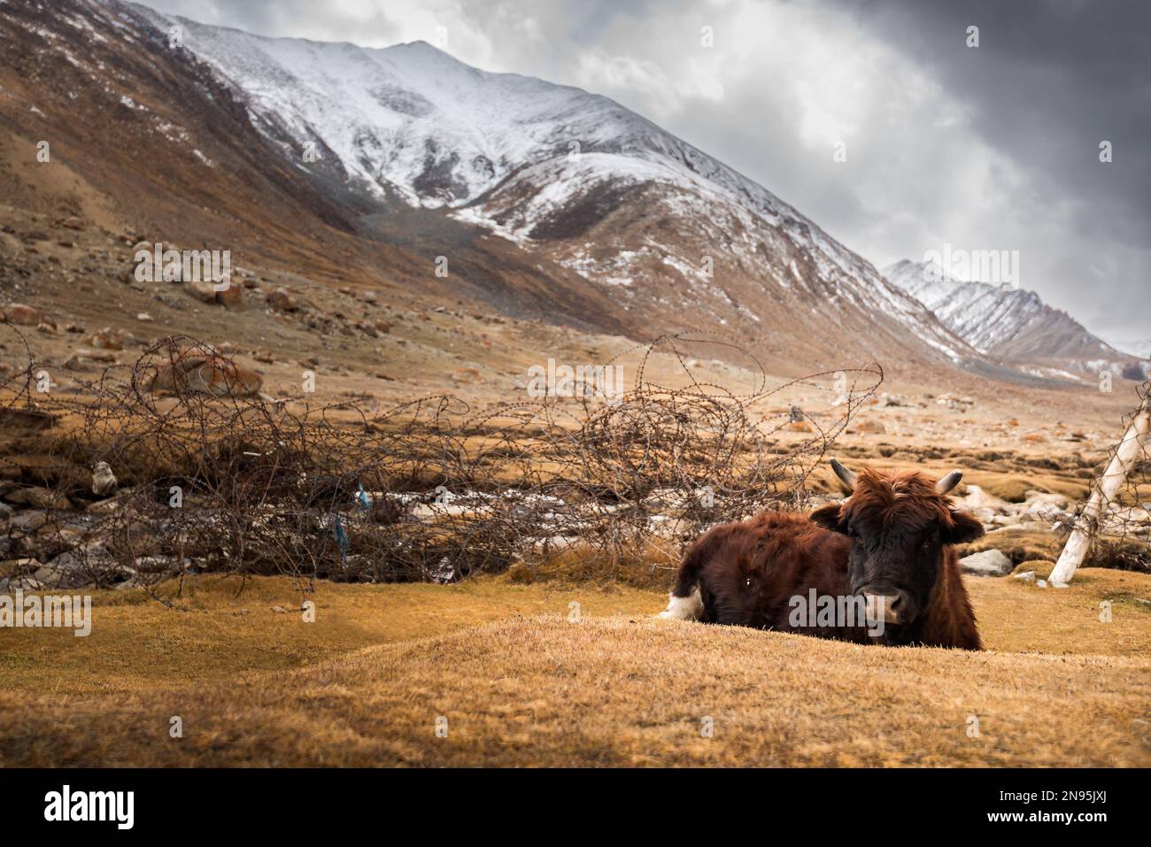 Wild yak, Bos mutus, large bovid native to the Himalayas, winter ...