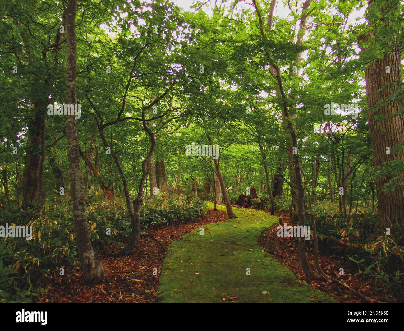 A curvy path in a woodland area in Hokkaido, Japan Stock Photo - Alamy