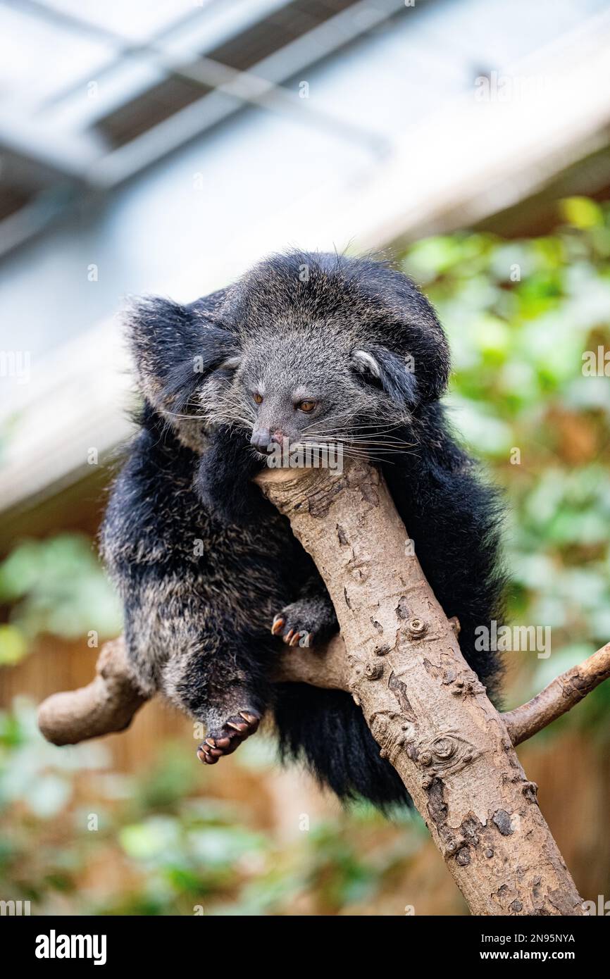 A vertical closeup of a black Binturong sitting on a tree stump in a ...