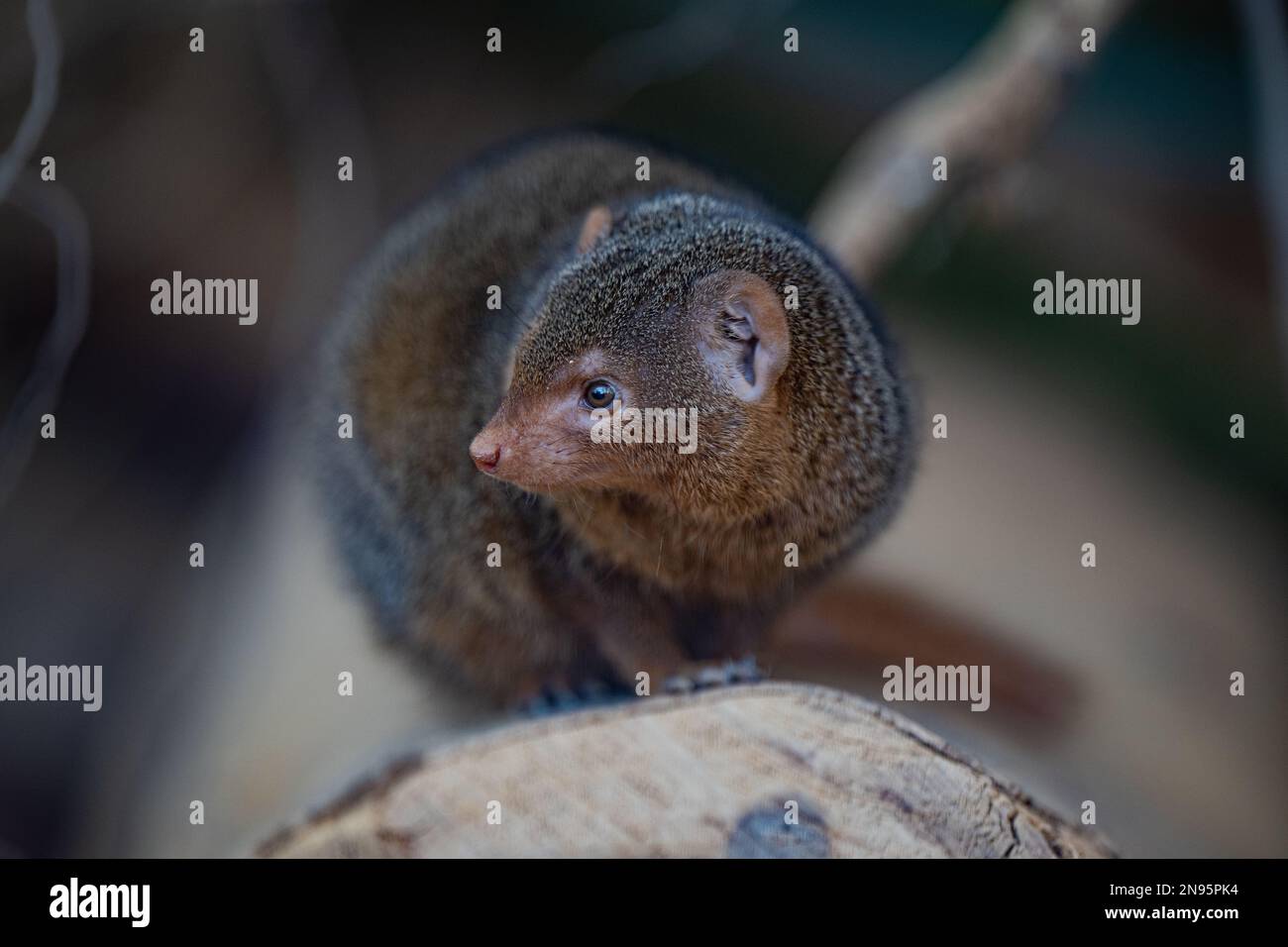 A closeup of a dwarf mongoose sitting on a tree stump in a zoo Stock ...