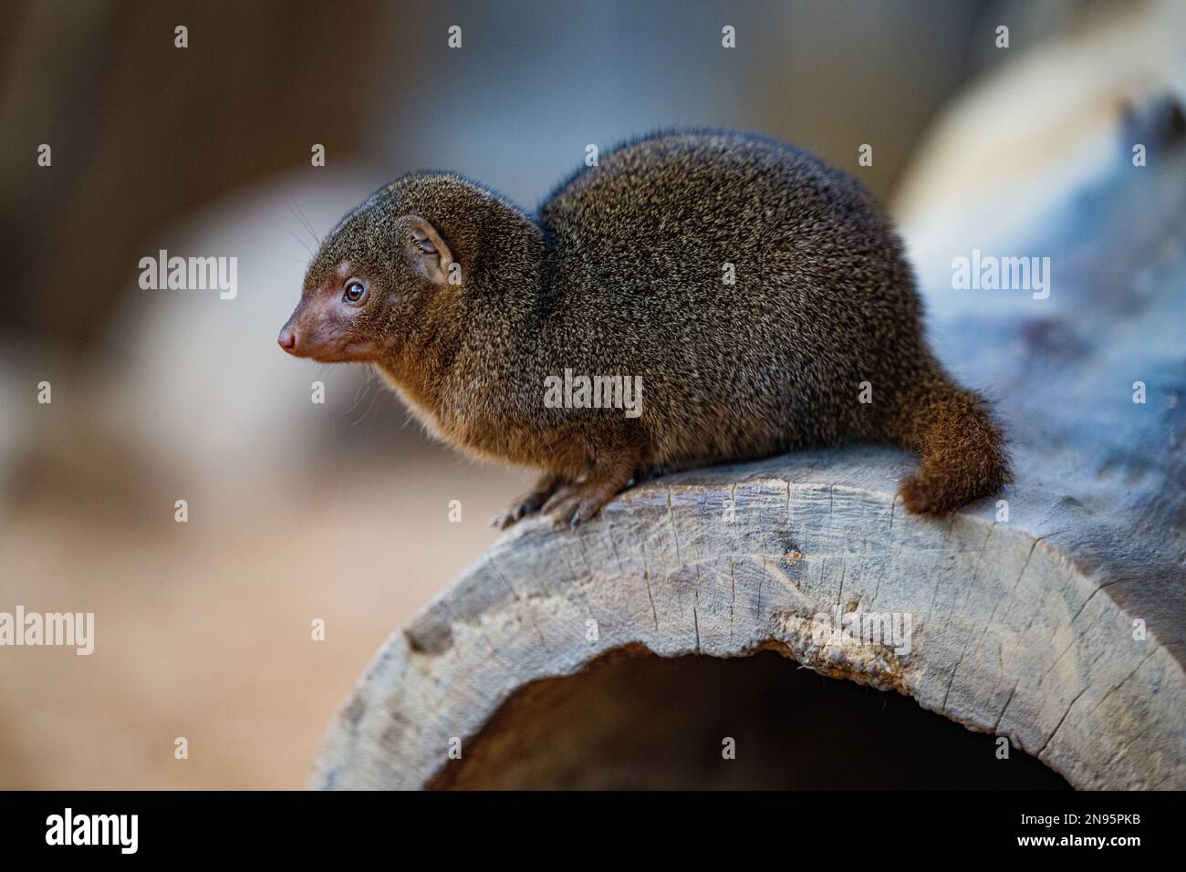 A closeup of a dwarf mongoose sitting on a tree stump in a zoo Stock ...