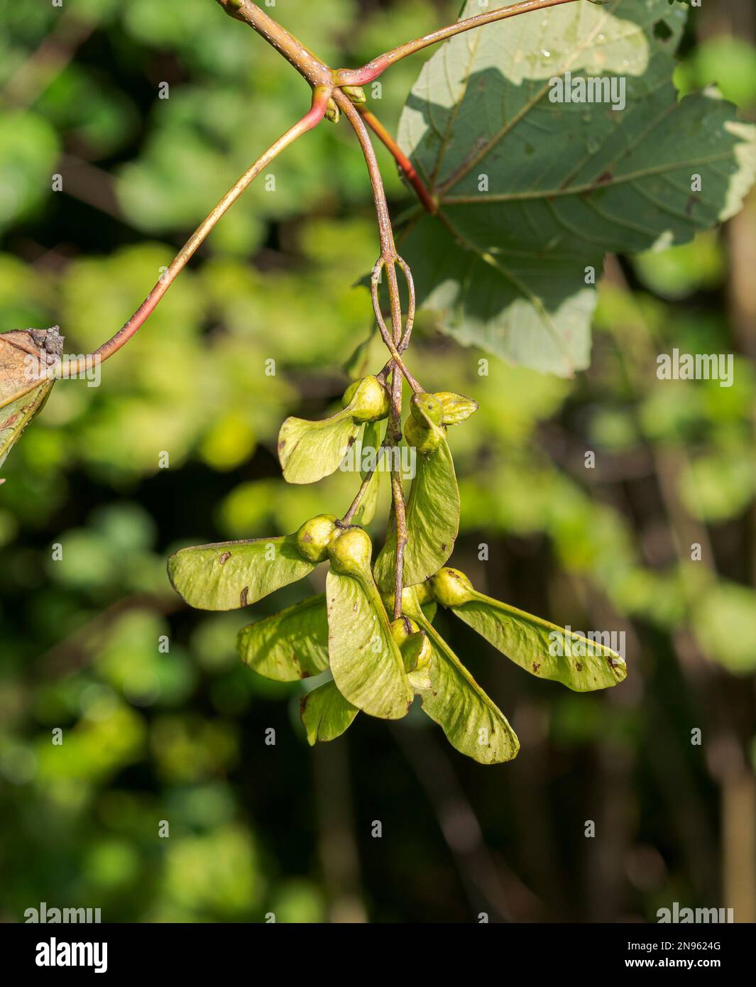 Sycamore fruit hi-res stock photography and images - Alamy