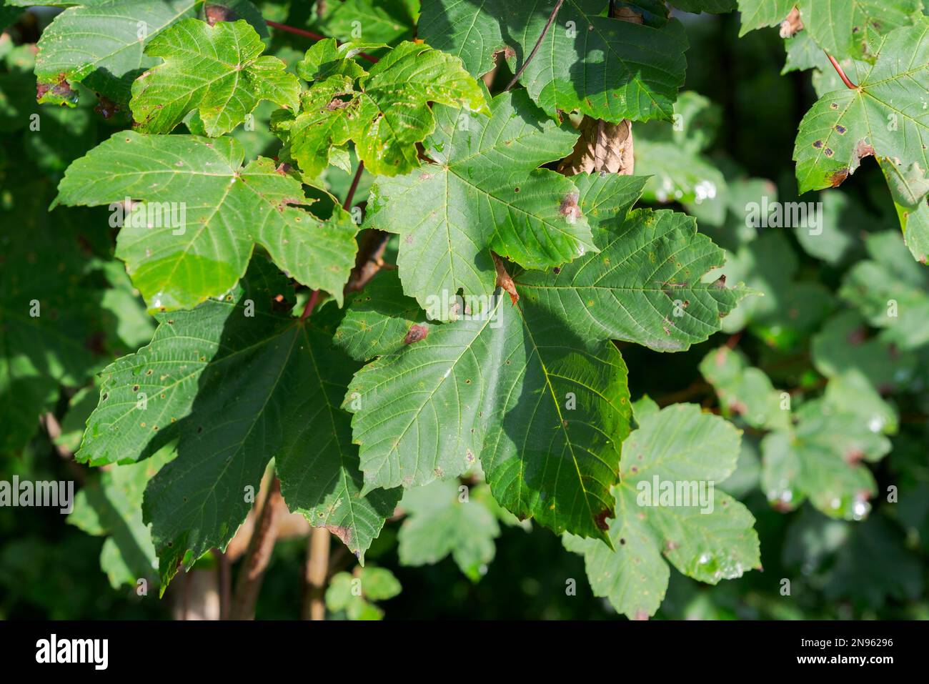 Leaves of Sycamore, Acer pseudoplatanus. Photo taken in the ...