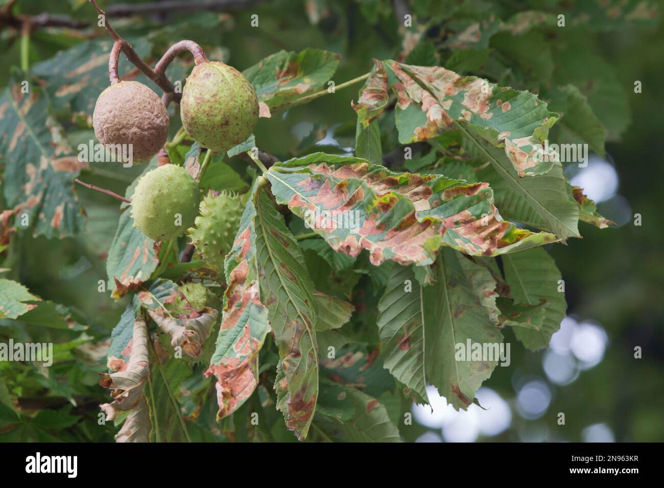 A close up of chestnuts and the prematurely brown dying leaves at Pere ...