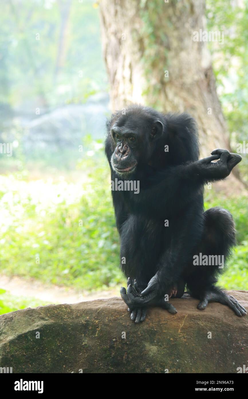 Orangutan animal in captivity Stock Photo - Alamy