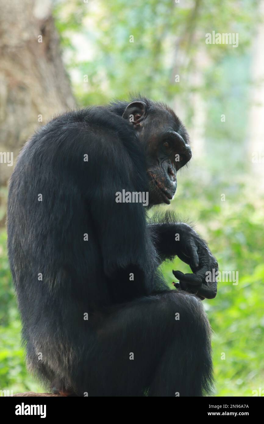 Orangutan animal in captivity Stock Photo - Alamy