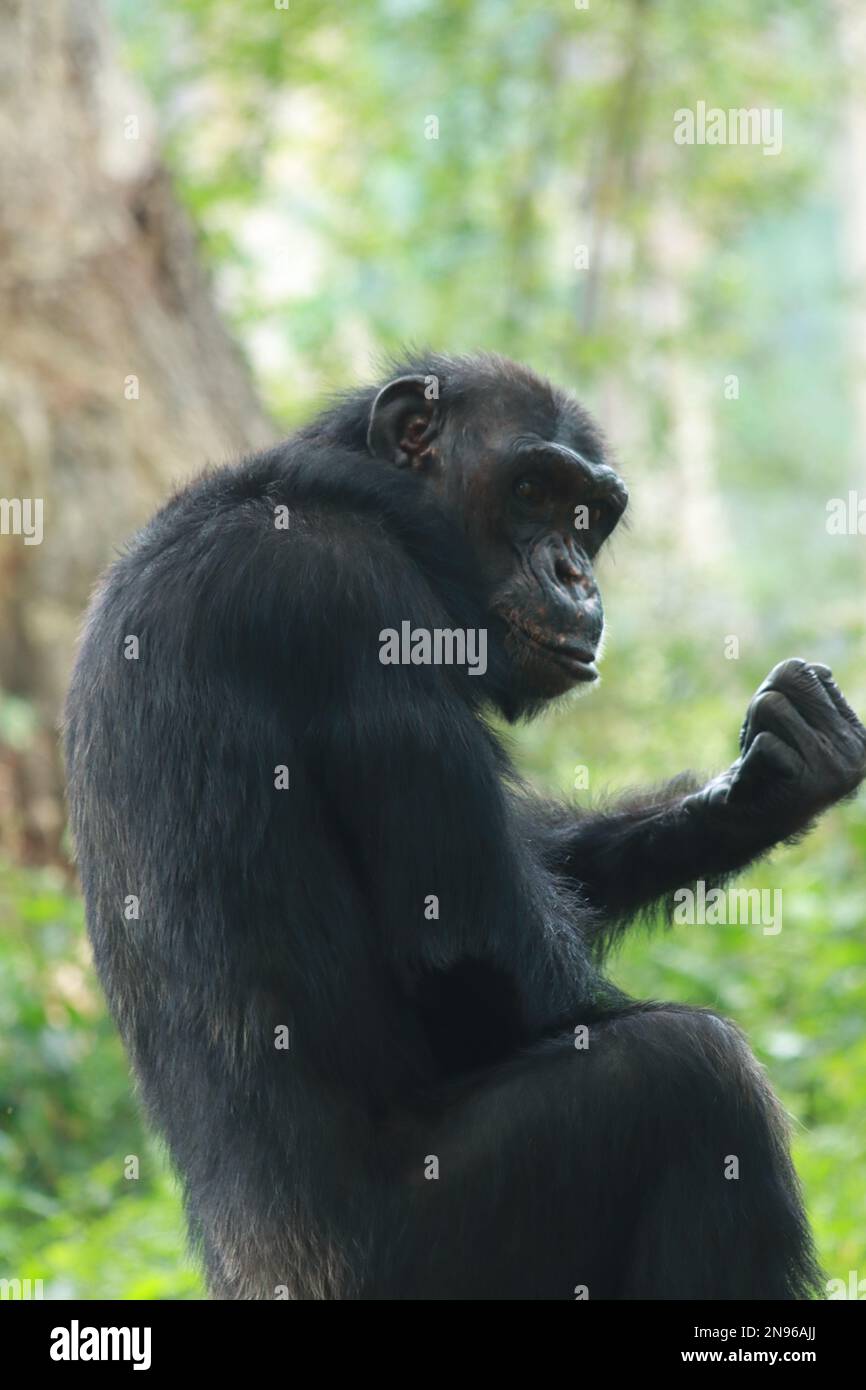 Orangutan animal in captivity Stock Photo - Alamy