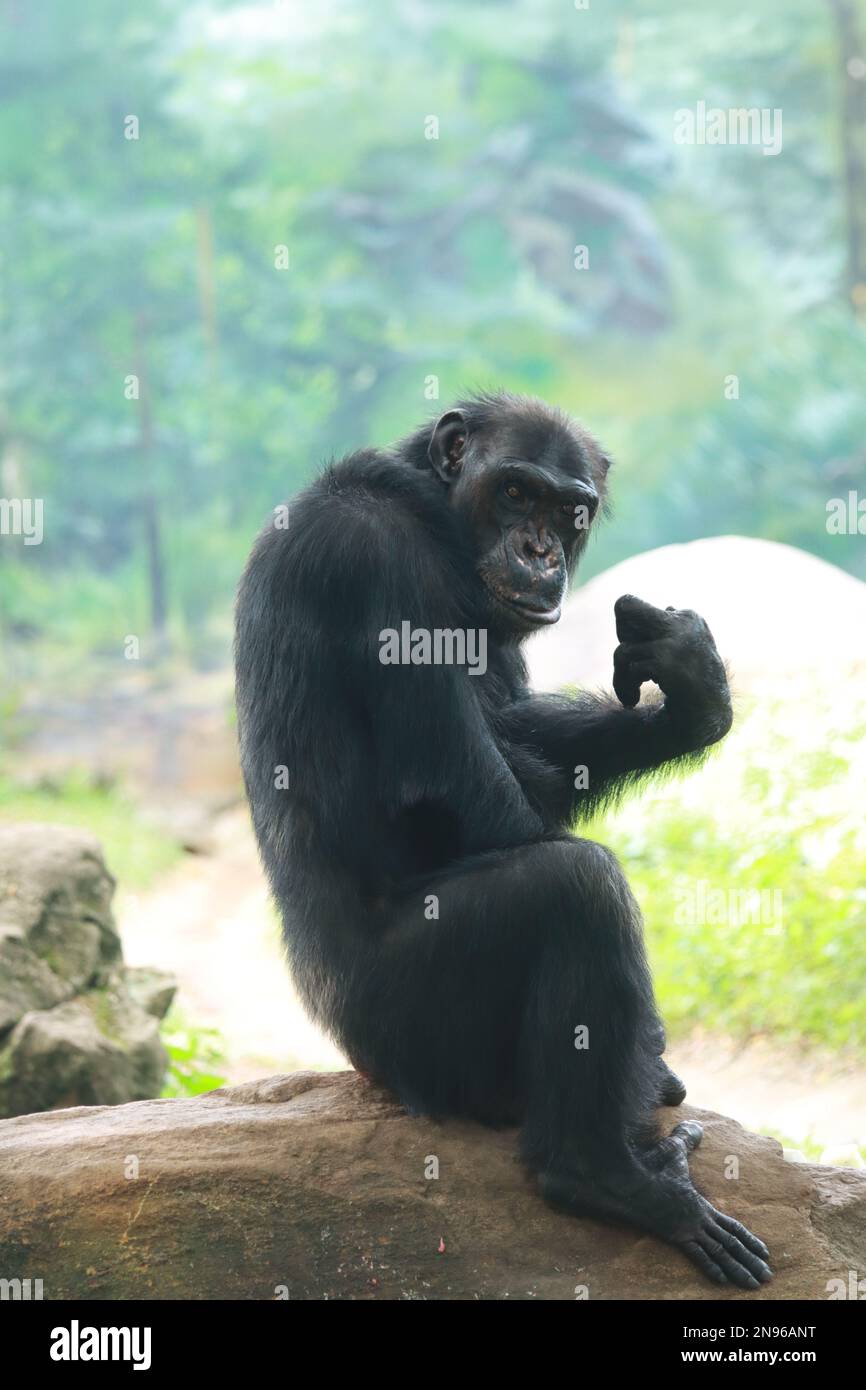 Orangutan animal in captivity Stock Photo - Alamy