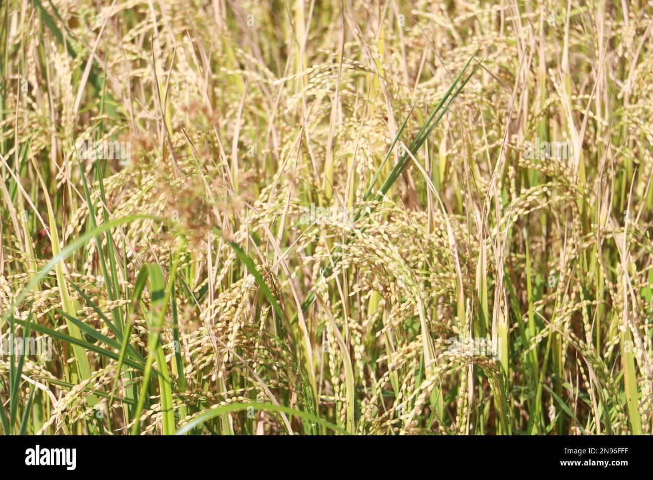 paddy fields in sri lanka Stock Photo - Alamy