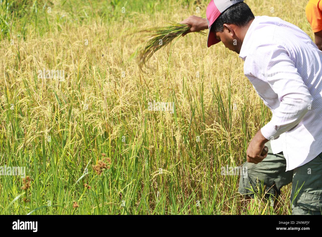 paddy fields in sri lanka Stock Photo - Alamy