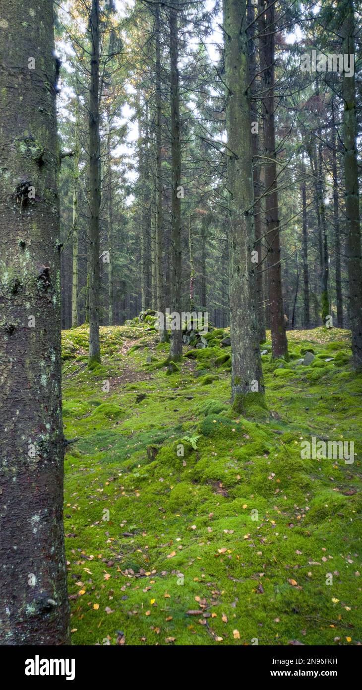 Moss covered ground in pine tree forrest during autumn in Skåne Sweden ...