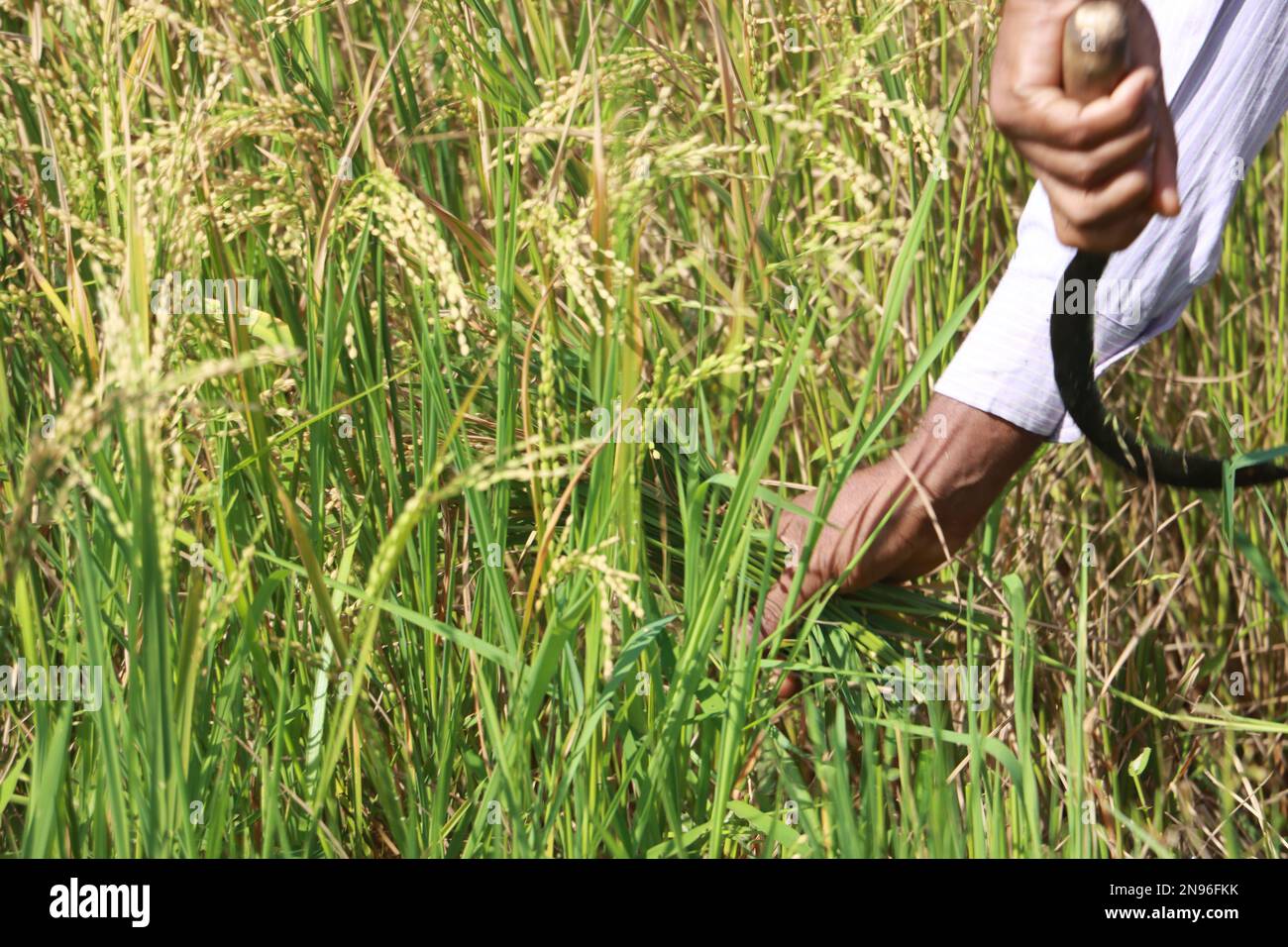 paddy fields in sri lanka Stock Photo - Alamy