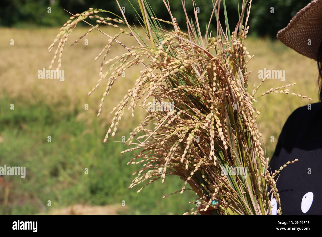 paddy fields in sri lanka Stock Photo - Alamy