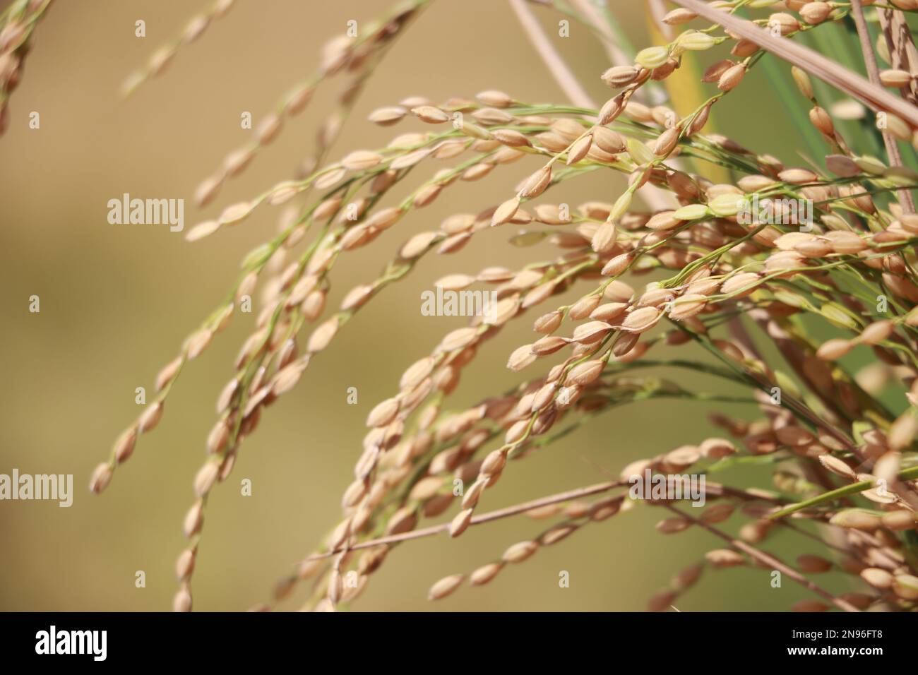paddy fields in sri lanka Stock Photo - Alamy
