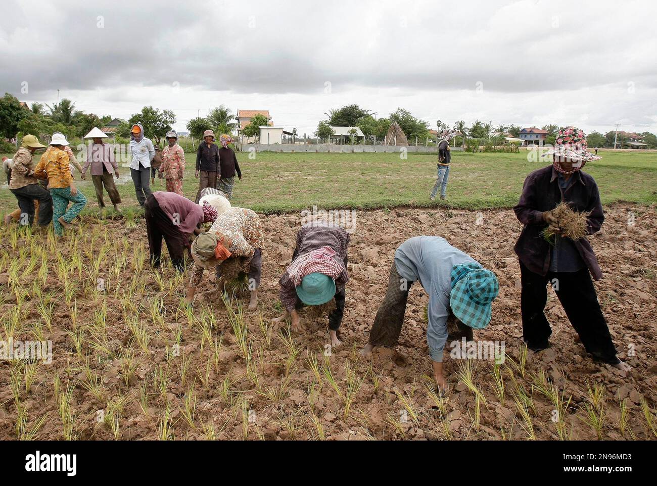 Cambodian farmers plant rice in a dry farm on the outskirts of Phnom ...