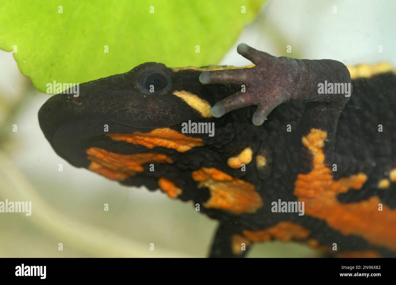 Closeup on an aquatic colorful adult of the endangered Laos warty newt ...
