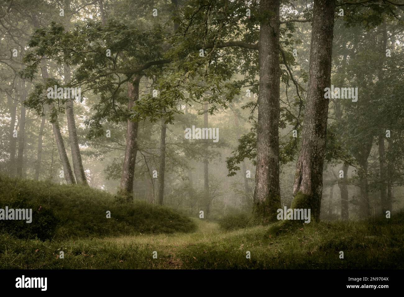 Wind in the willows hi-res stock photography and images - Alamy