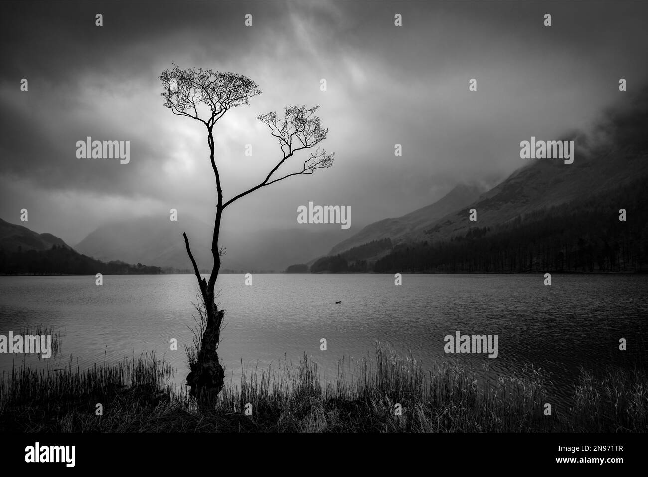 Fineart tree hi-res stock photography and images - Alamy
