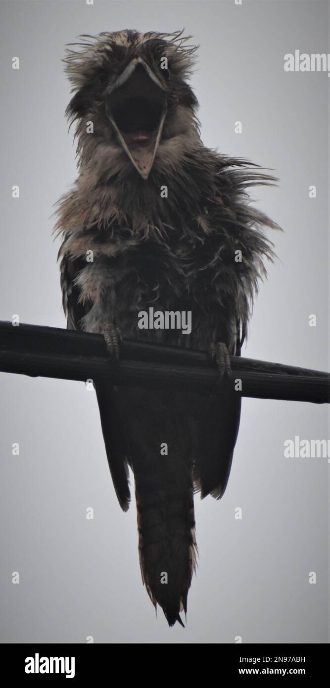 Low angle view little hi-res stock photography and images - Alamy