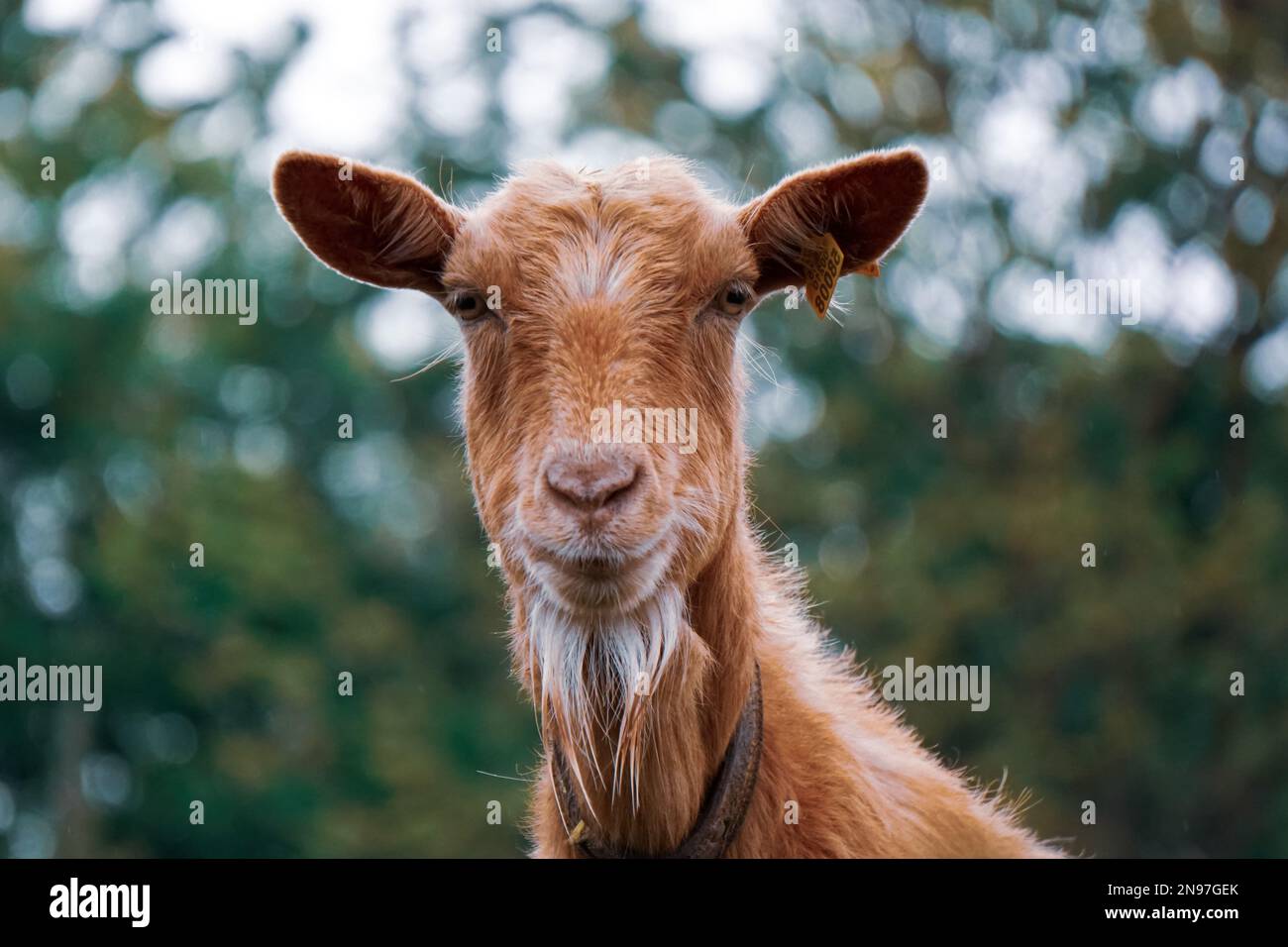Wallpaper goat hi-res stock photography and images - Alamy