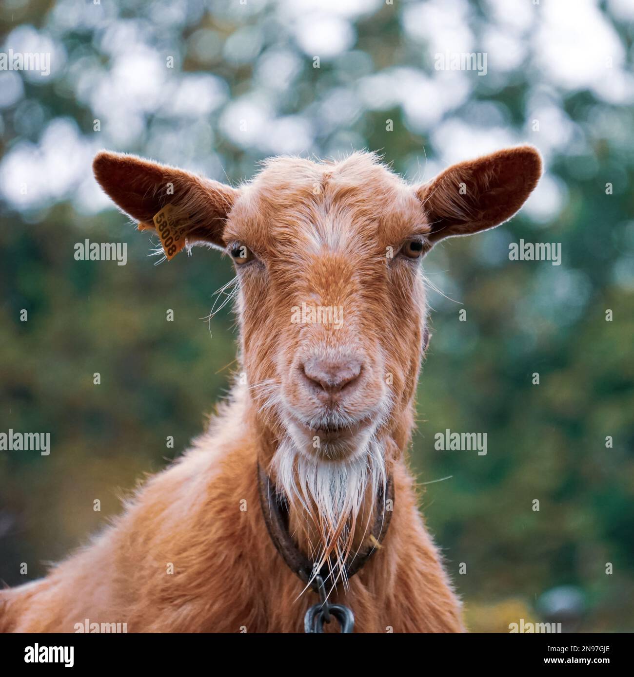 Brown goat hi-res stock photography and images - Alamy