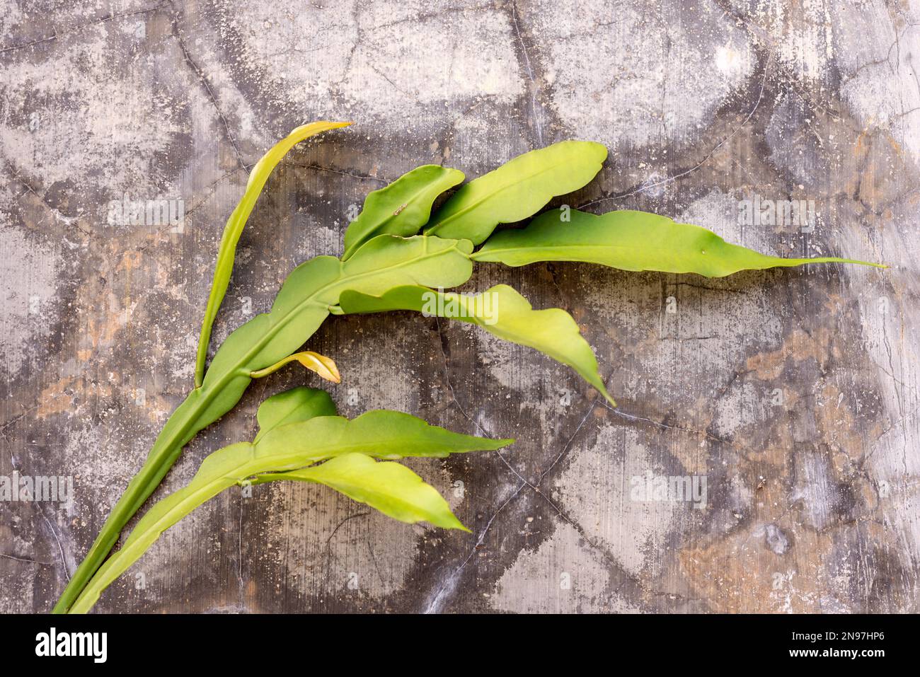 Crown of leaves hi-res stock photography and images - Alamy