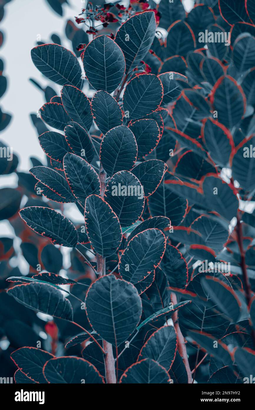 Blue leaves hi-res stock photography and images - Alamy