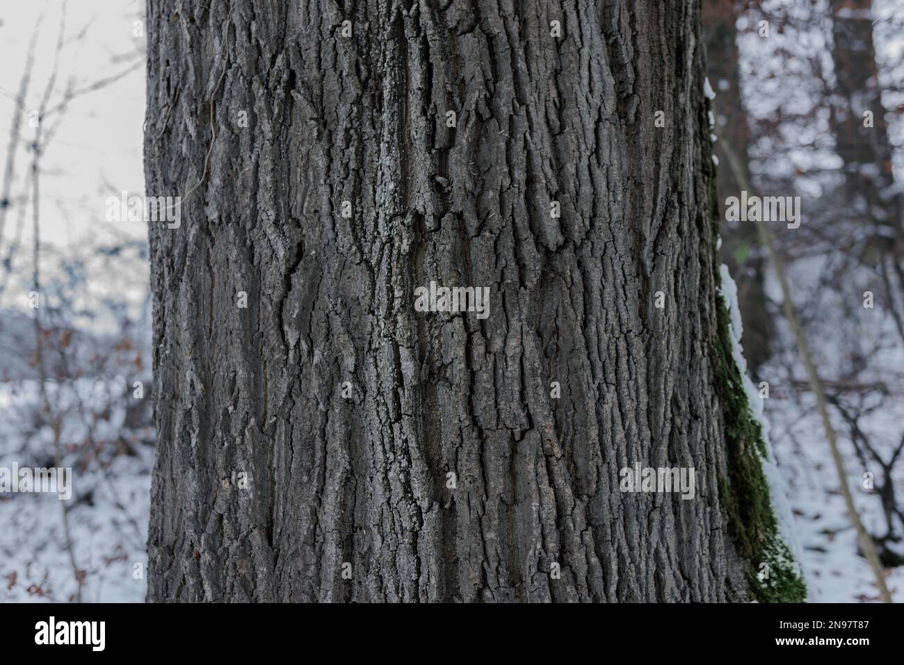 Natur perfection hi-res stock photography and images - Alamy