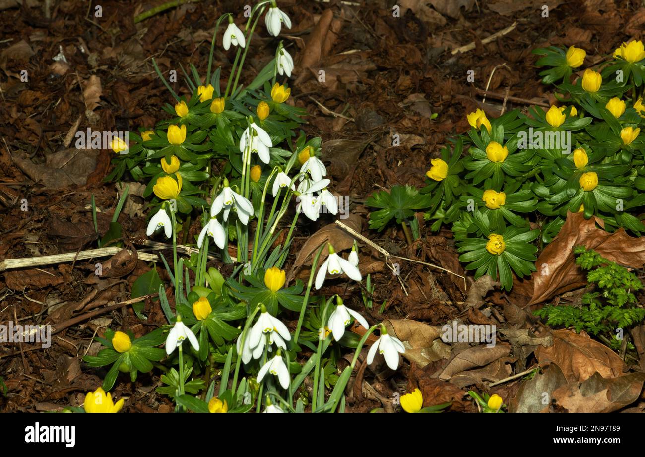 Snowdrops and Winter Aconites flower together in a patch of deciduous ...