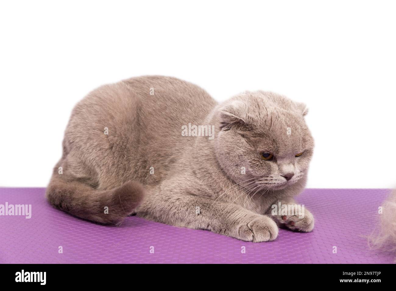 Impressive gray adult British Shorthair cat, laying down facing front ...