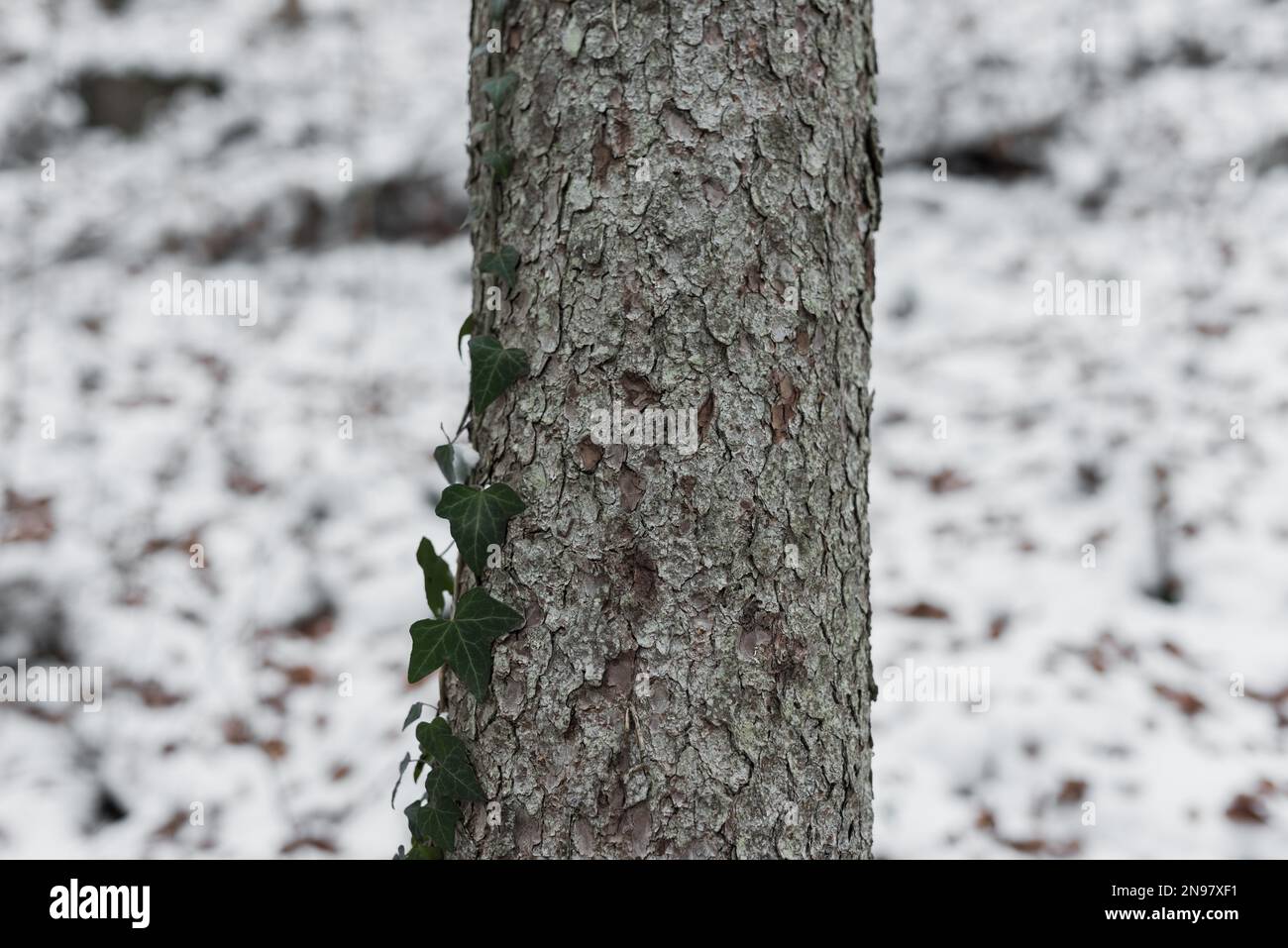 Tree portrait at winter Stock Photo - Alamy