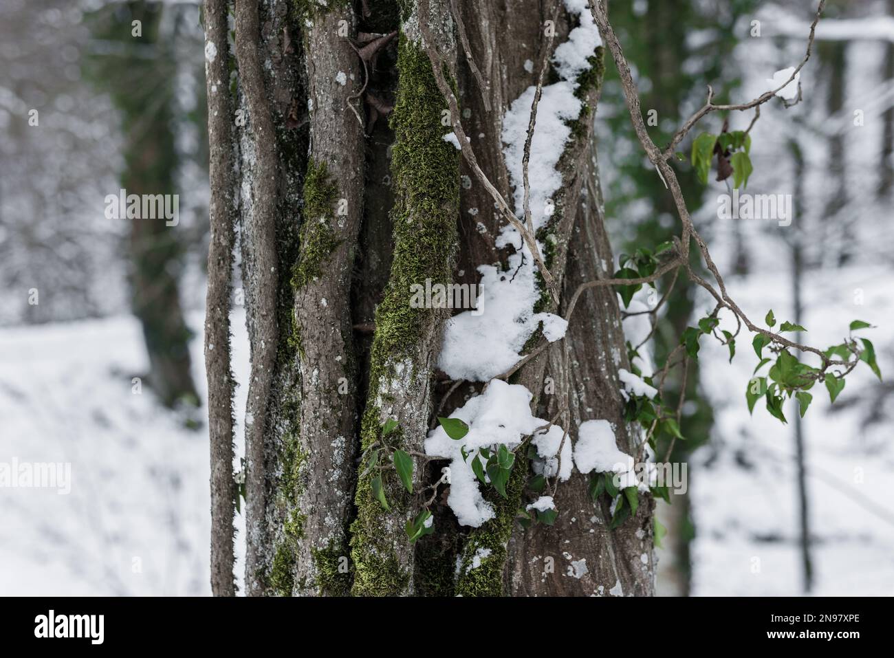 Tree portrait at winter Stock Photo - Alamy