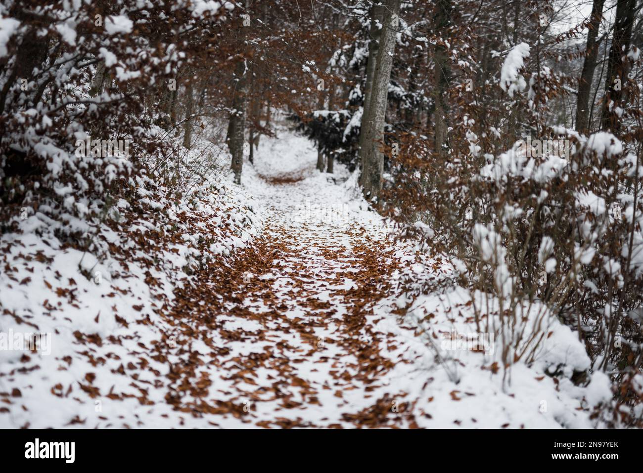 The Worm Trail Stock Photo - Alamy